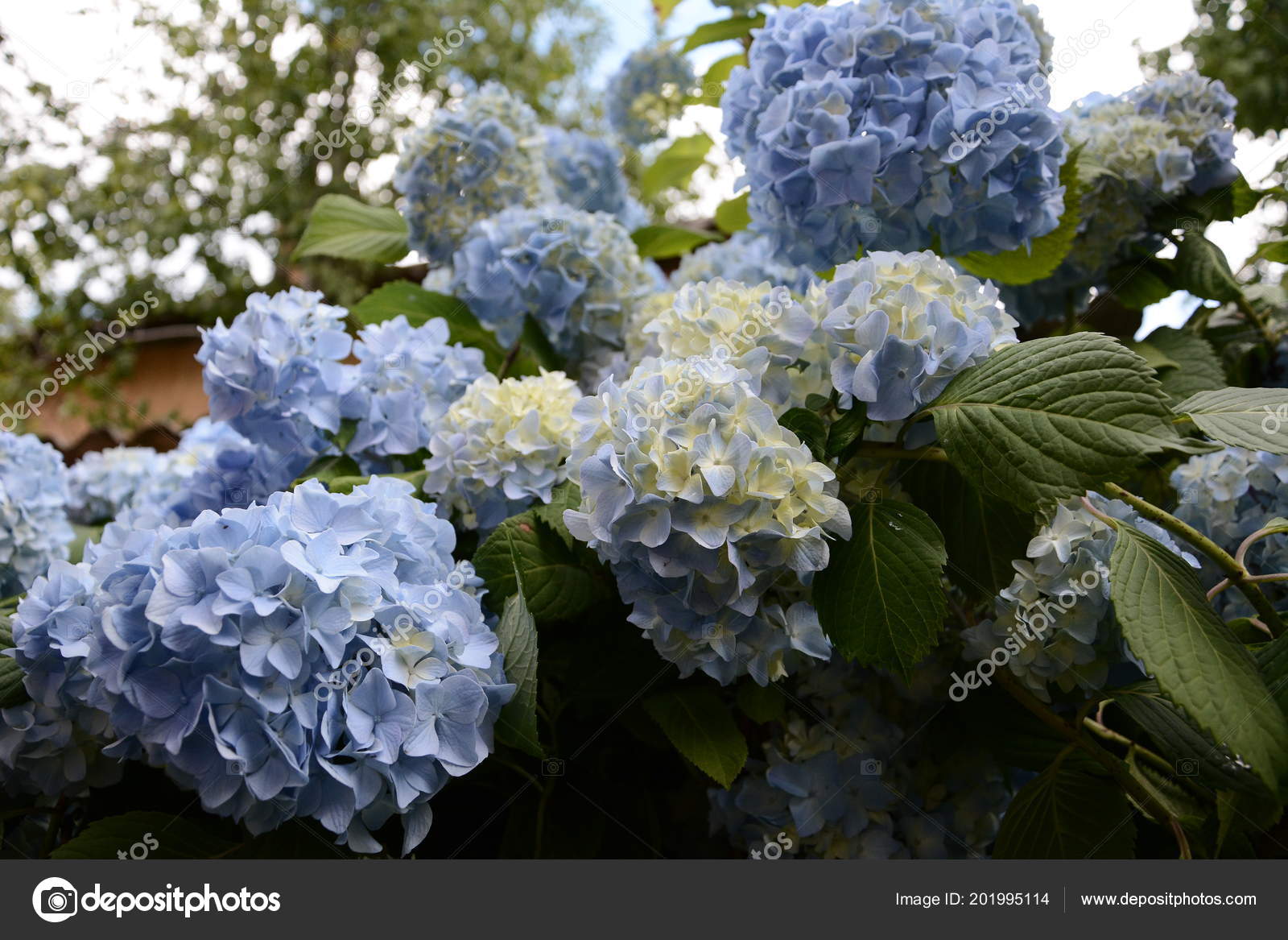 Blue hydrangea garden with green leaves in the garden Stock Photo by ...