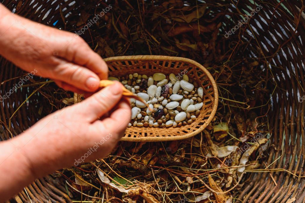 Frijoles blancos grandes en un festín con vainas de frijoles secos. 2024