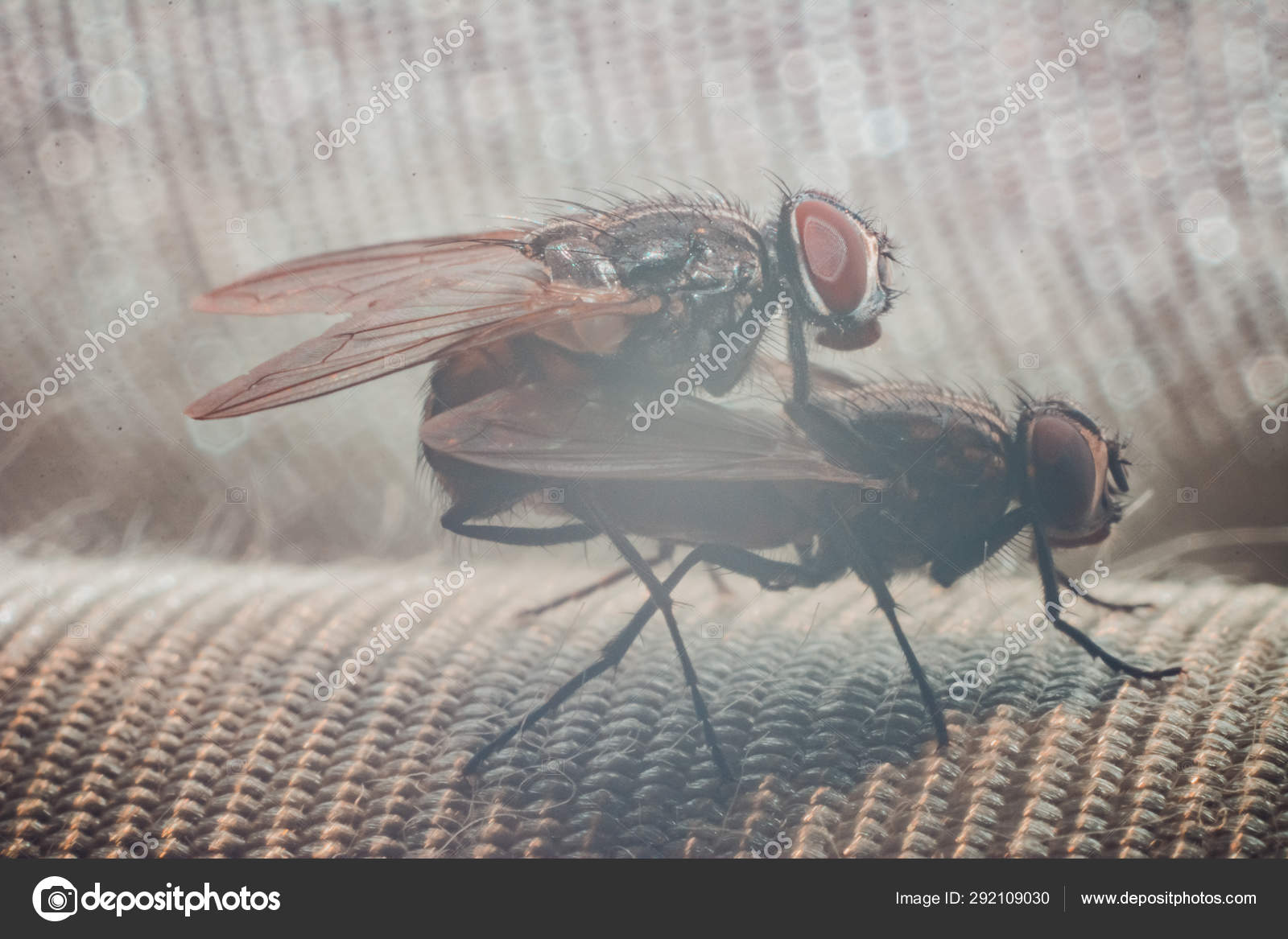 Maridaje de dos moscas, fotografía de primer plano del período de ...
