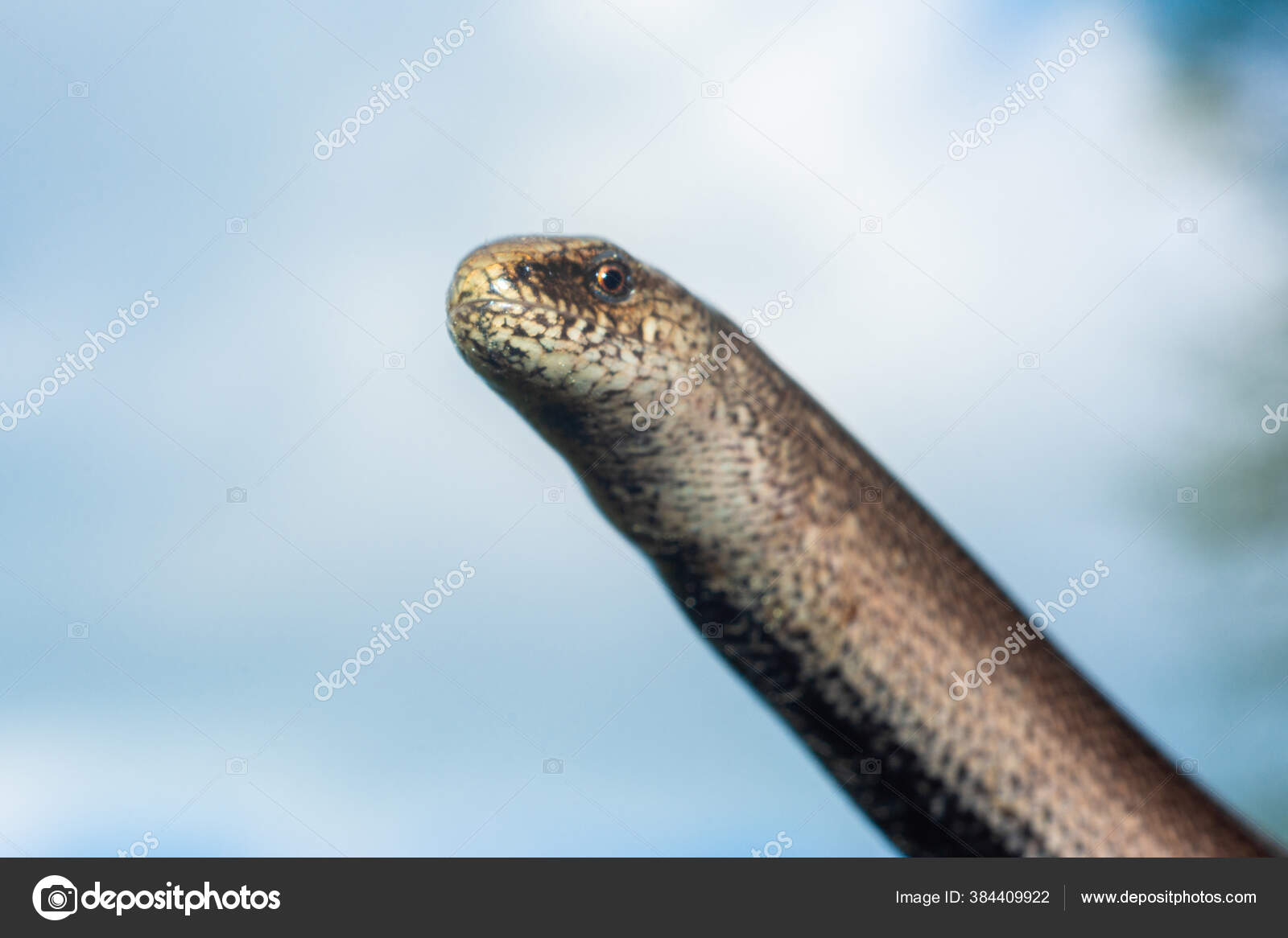 Blue Legless Lizard