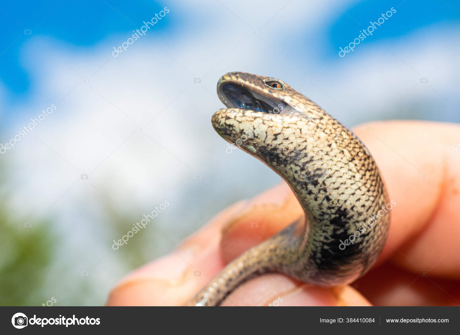Blue Legless Lizard