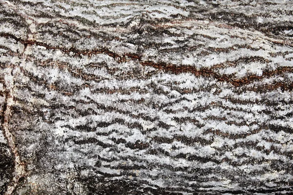 Horn texture Stock Photos, Royalty Free Horn texture Images | Depositphotos