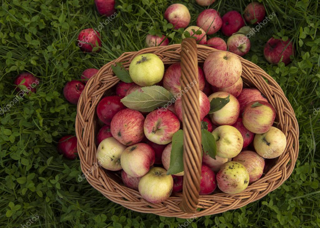 Cesta de manzanas se encuentra en la hierba verde brillante 2023