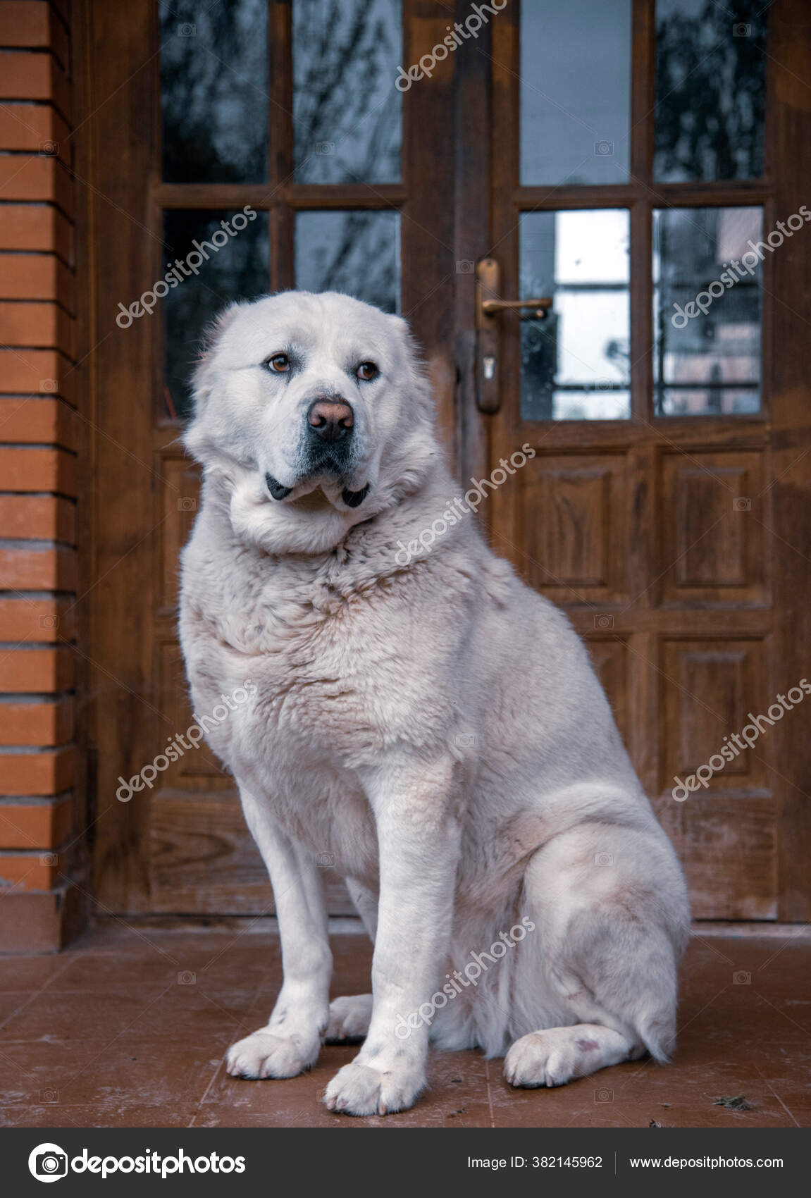 A large fawn Alabai sits on the porch of a house against a brick wall ...