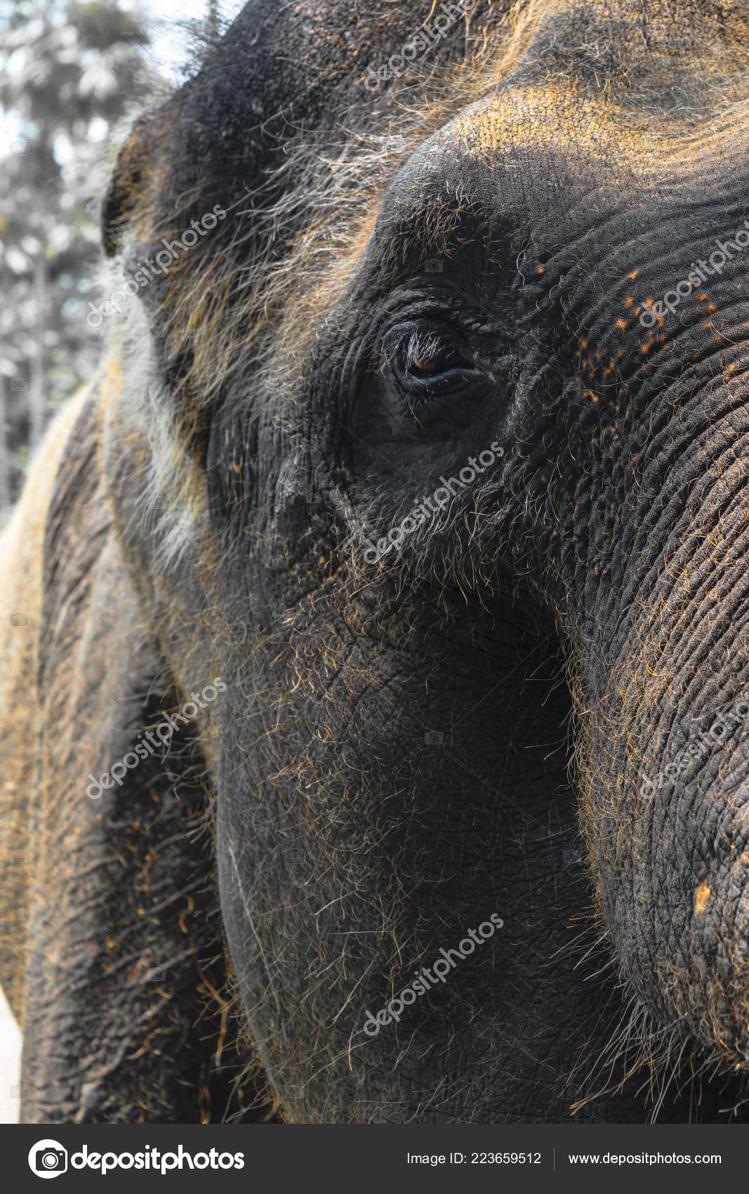 Asian Elephant Head Profile