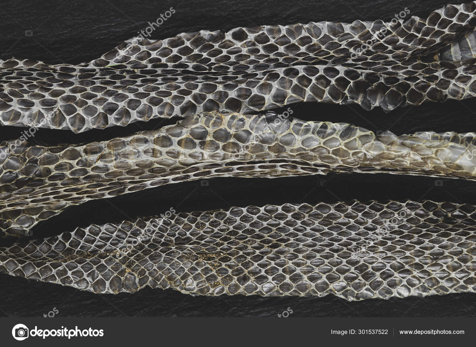 Old dropped snake skin — Stock Photo © RB.Photography #301537522