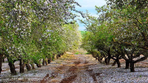 Almond Farm Background