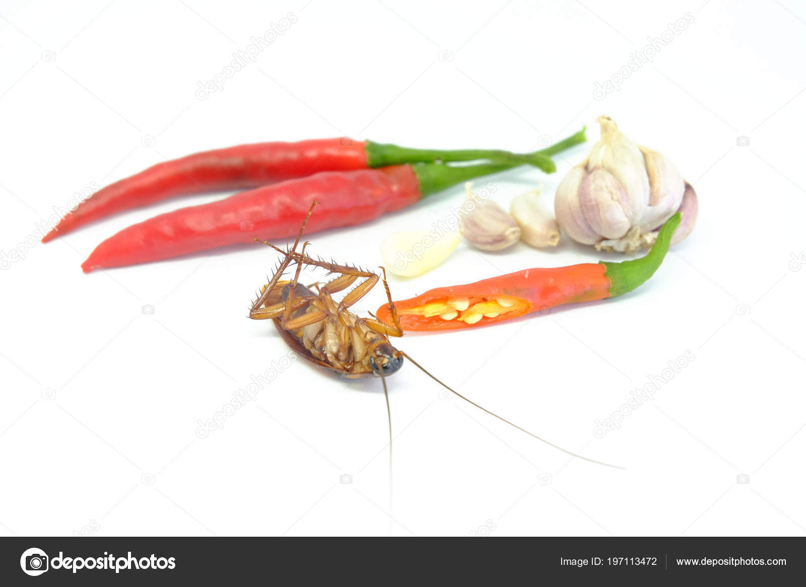 Garlic Chili Can Chase Cockroaches Close Cockroach Chili Garlic ...