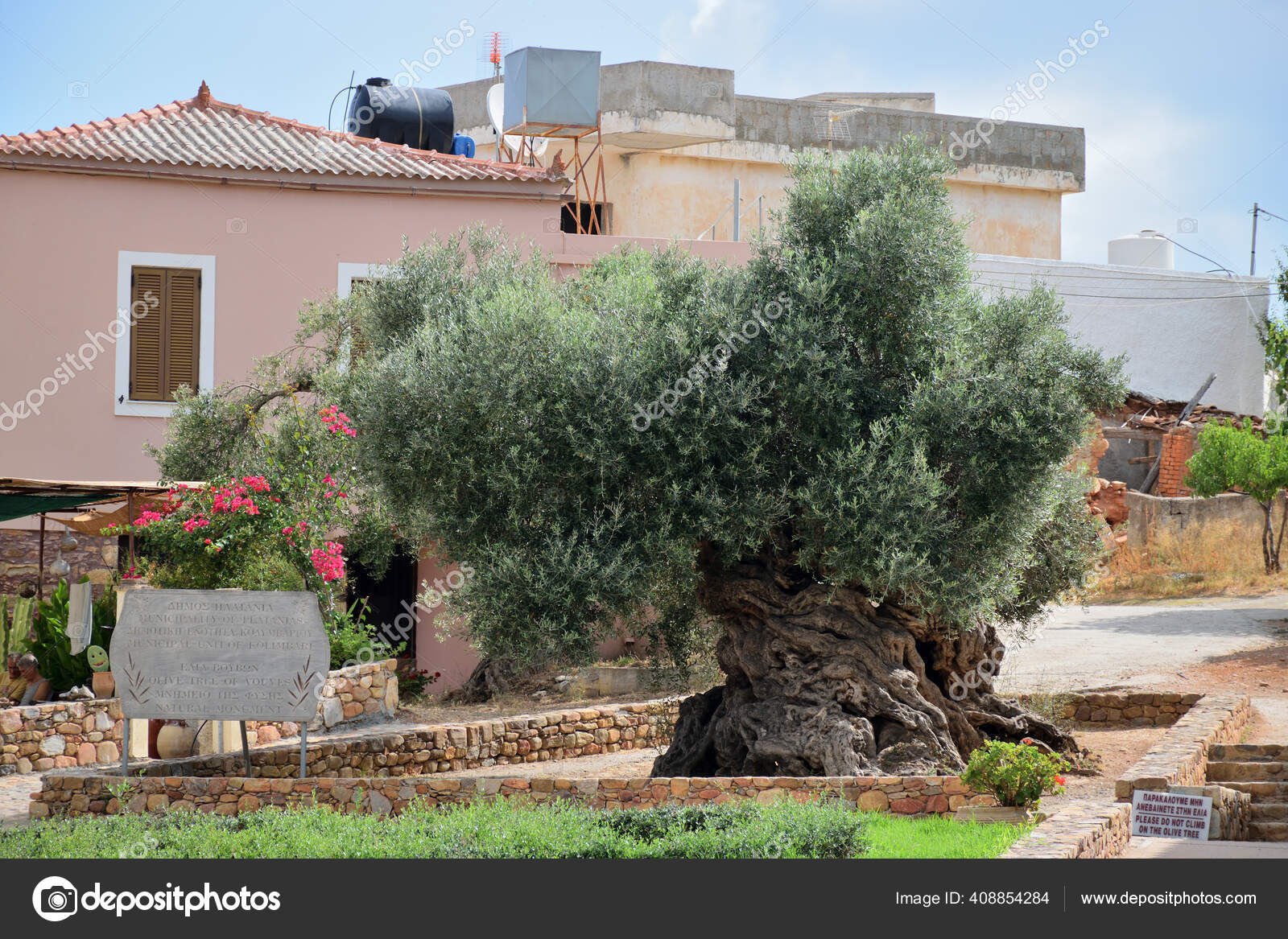 Vouves August Olive Tree Vouves August 2020 Vouves Crete Island — Stock ...