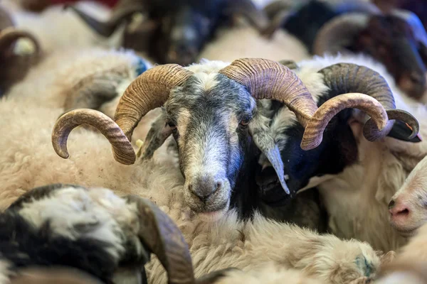 Ram for sacrifice Stock Photos, Royalty Free Ram for sacrifice Images ...