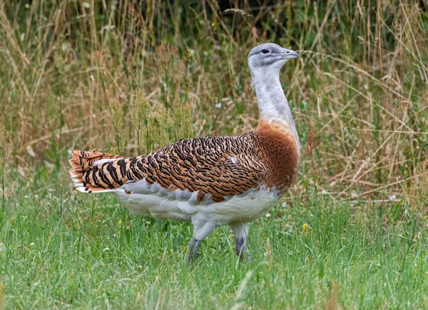 Heavy black beak Stock Photos, Royalty Free Heavy black beak Images ...