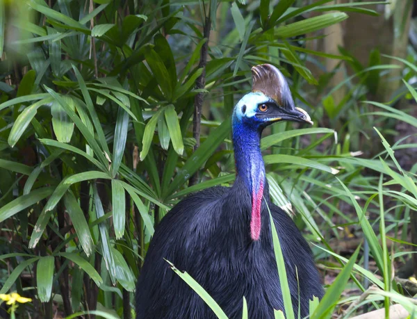 Cassowary Stock Photos, Royalty Free Cassowary Images | Depositphotos