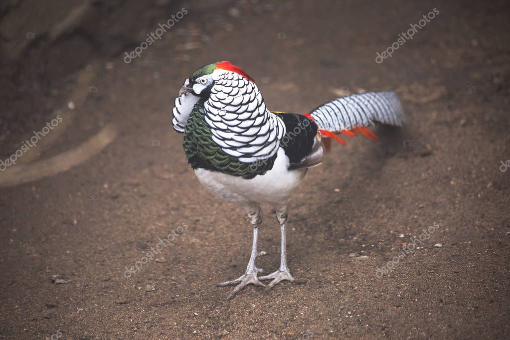 Faisán diamante (faisán de Asia Oriental). La cabeza del pájaro de ...