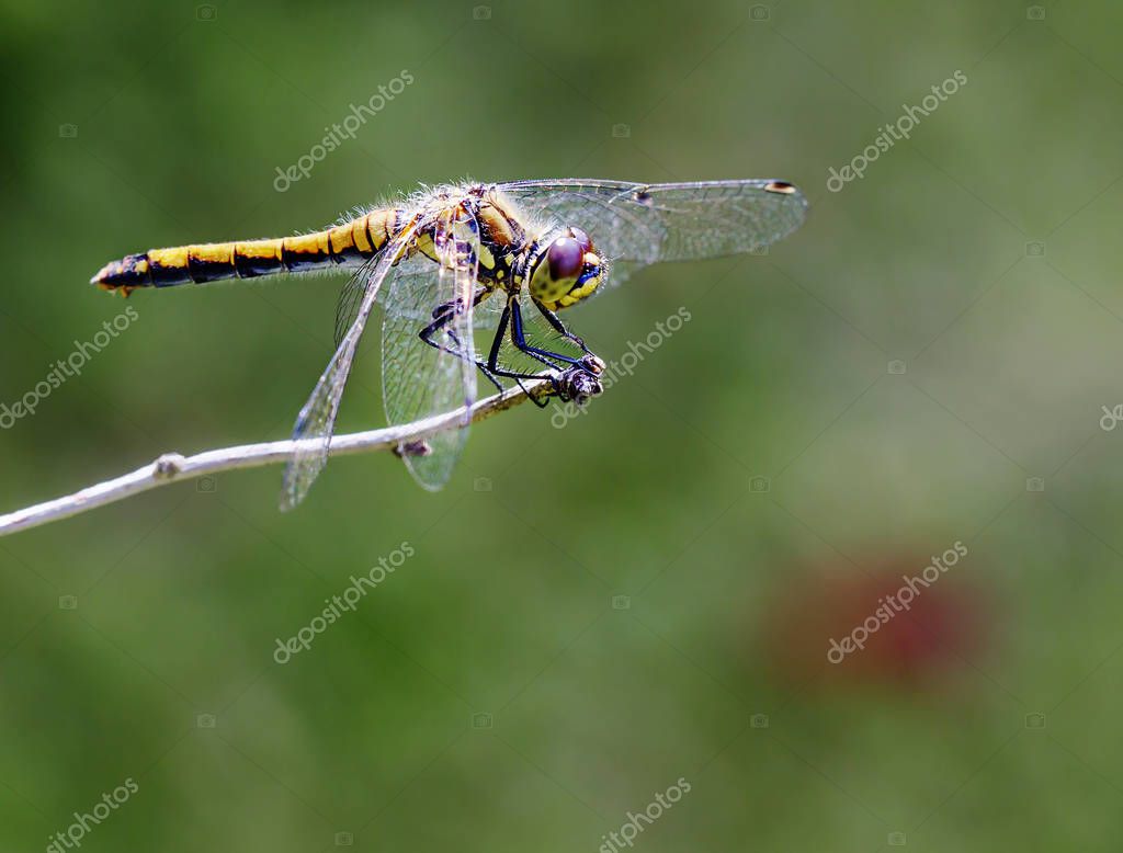 Lib lula. Las lib lulas son un grupo de insectos depredadores que vuelan bien. Bellezas delgadas ...