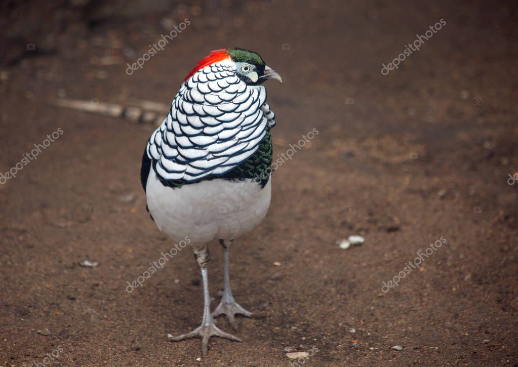 Faisán diamante (faisán de Asia Oriental). La cabeza del pájaro de ...
