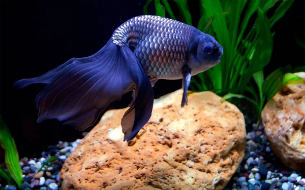 Fish Blue gold fish. Its beauty testifies to the unlimited ...