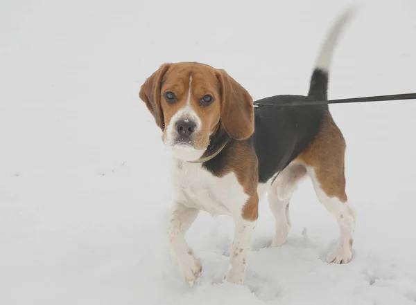Beagle Dog Beagle dog is a hound that has a lower than average height ...