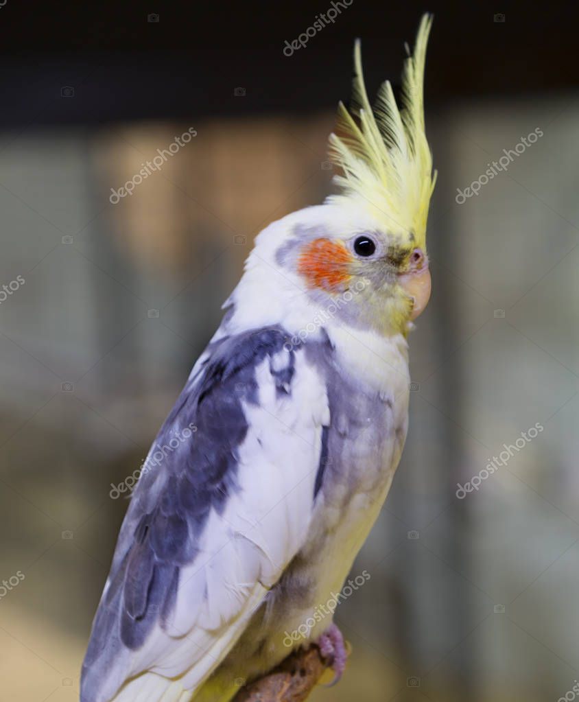 Loro de Corella. Corella es un pequeño loro hablador. Corella, aka Nymph es una familia de ...