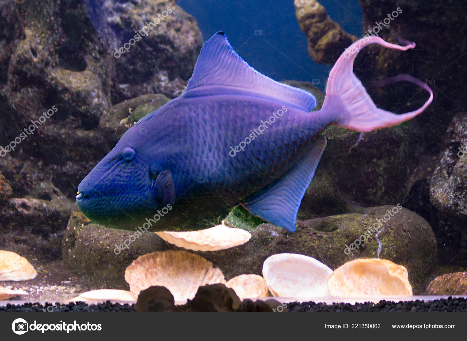 Blue Triggerfish Has Blue Color Mouth Red Teeth Tail Resembles — Stock ...