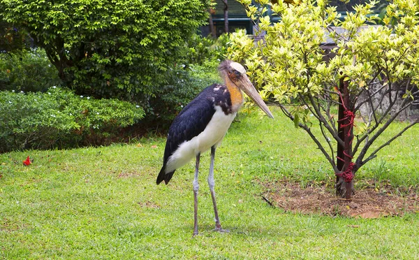 Shoebill Stork Most Unusual Bird World Shoebill Stork Unusual Little ...