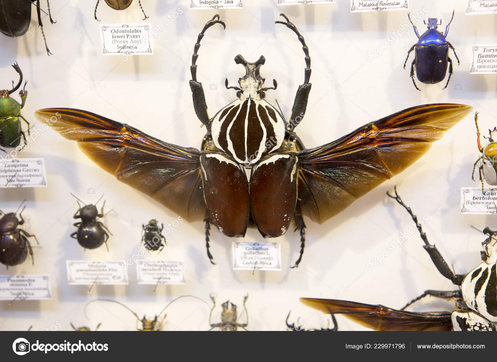 African Goliath Beetle
