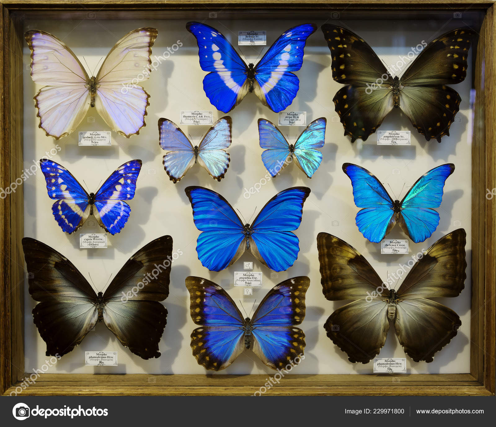 South American Butterflies