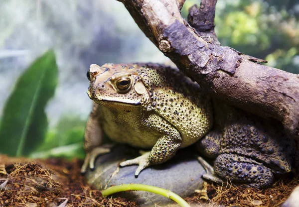 Toad Aha Cane Toad Most Famous Toads Central South America Stock Photo ...
