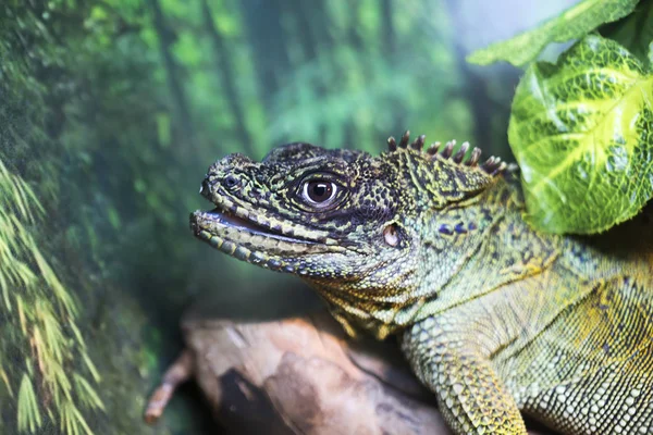 Sail lizard. The sailing lizard is a kind of Agama. The sail lizard has ...