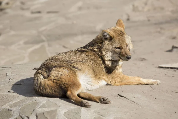 ᐈ Jackals stock images, Royalty Free jackals photos | download on ...