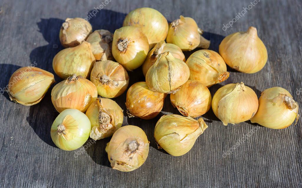 Chalotes para plantar en el suelo. Estos son pequeños bulbos, listos ...