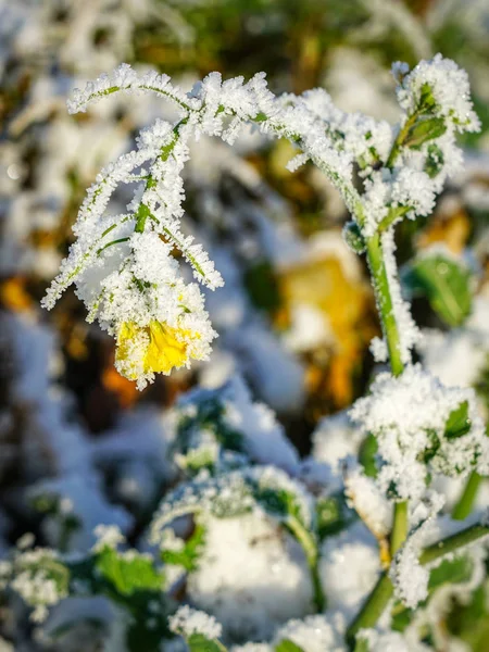 frozen yellow flower, covered with ice crystals in late fall - Stock ...