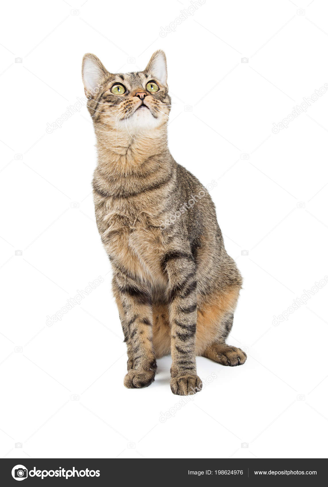 Cute Young Tabby Cat Sitting White Looking Stock Photo by ...