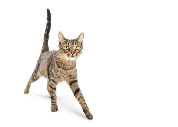 Tabby Cat Walking Forward Turning While Looking Back Isolated White ...