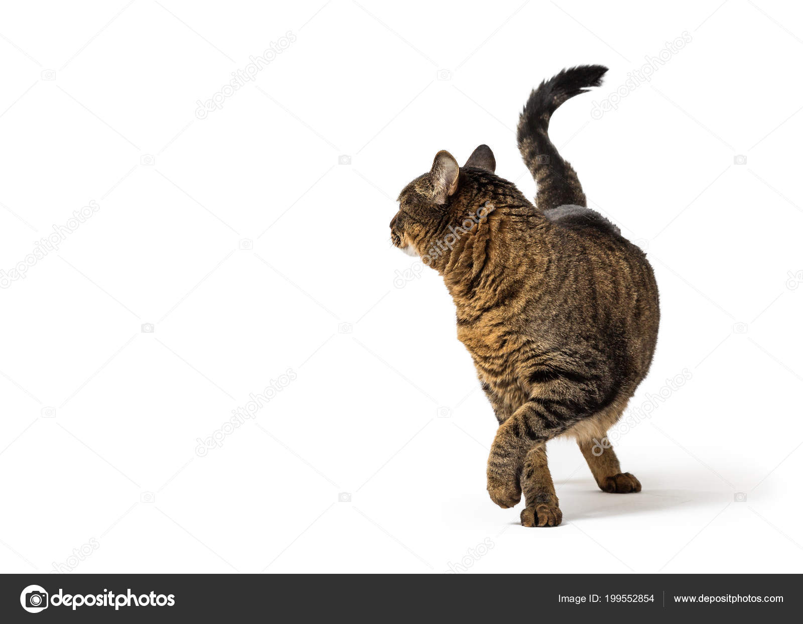 Tabby Cat Walking Forward Turning While Looking Back Isolated White — Stock Photo ...