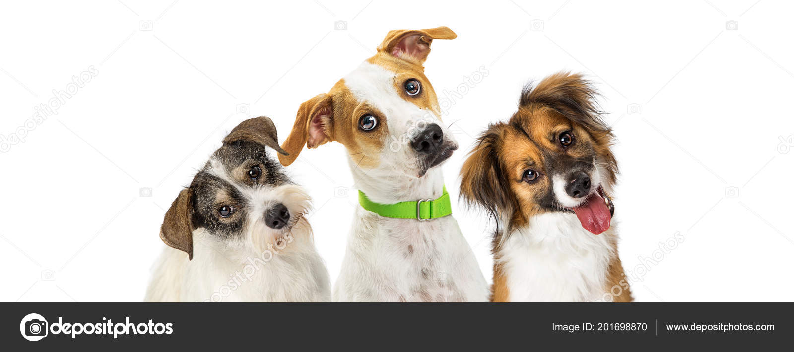 Close Three Cute Dogs Tilting Heads Listen Attention While Looking ...