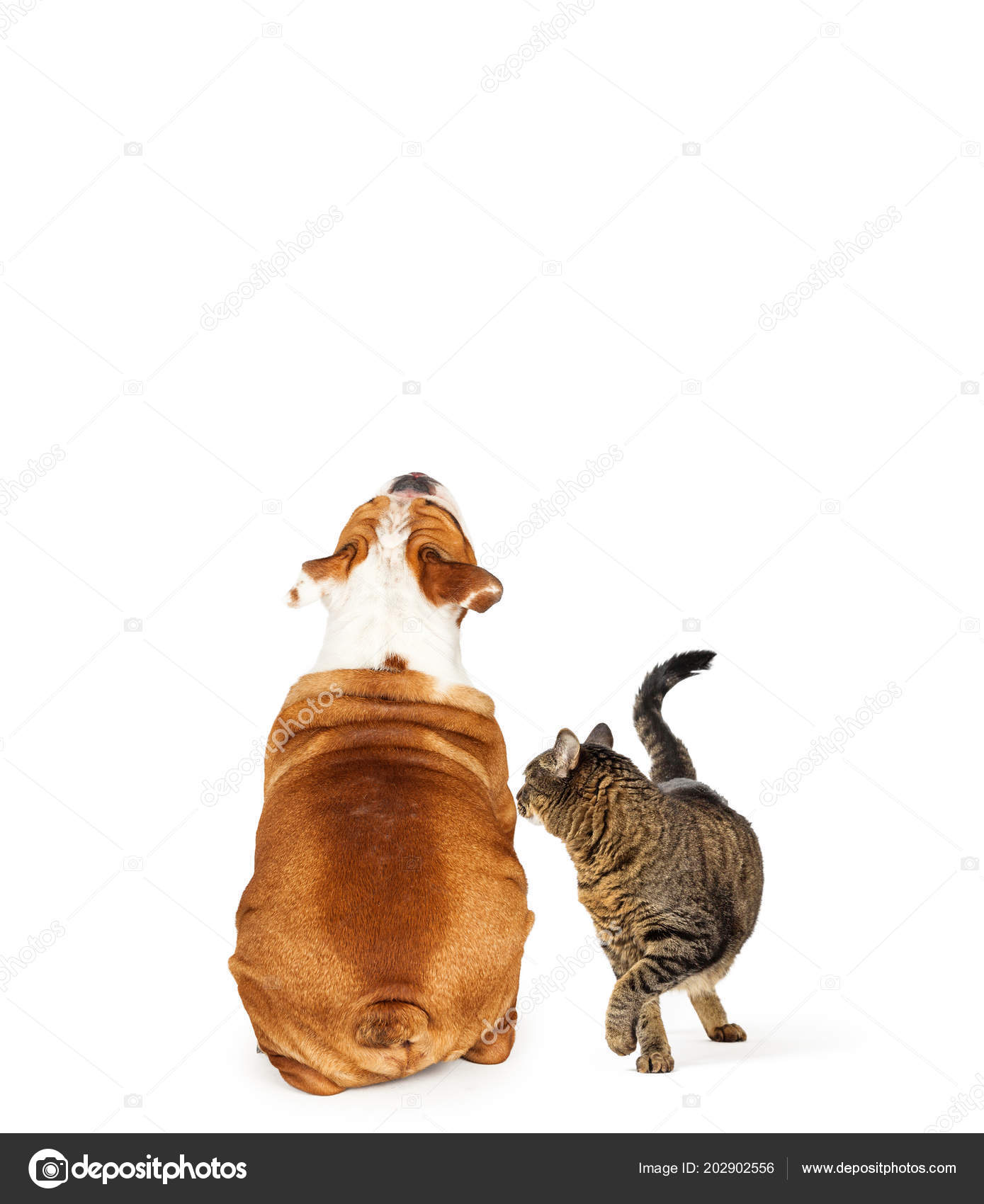 Why Do Dogs Turn Around When They Mate