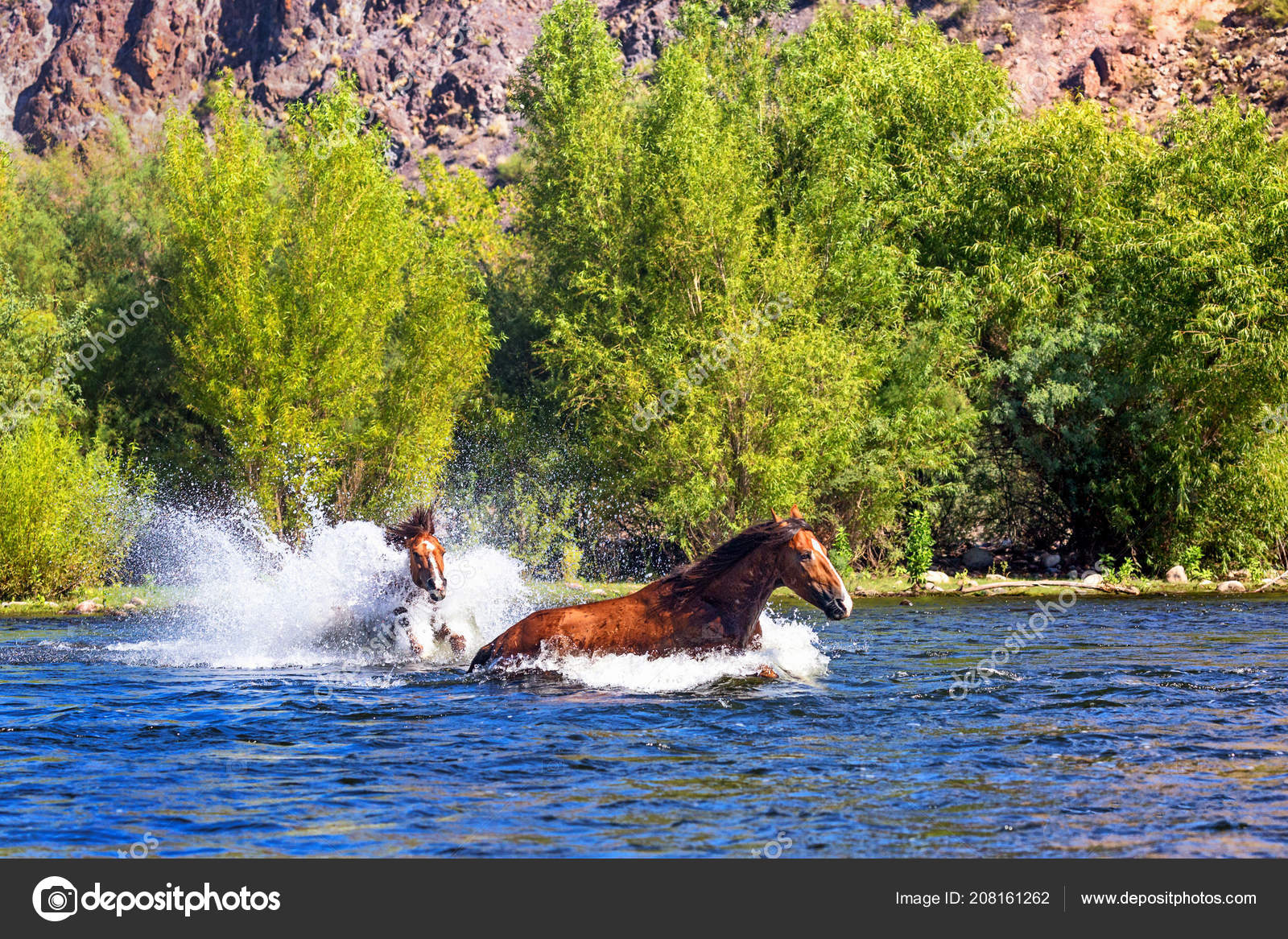 Stallion Chasing Other Stallion Water Salt River Mesa Arizona Stock ...