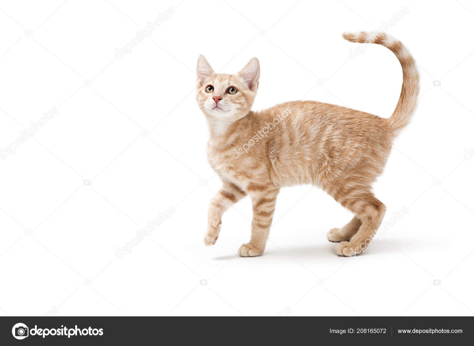 Cute Playful Buff Color Tabby Kitten Standing Side Looking White ...
