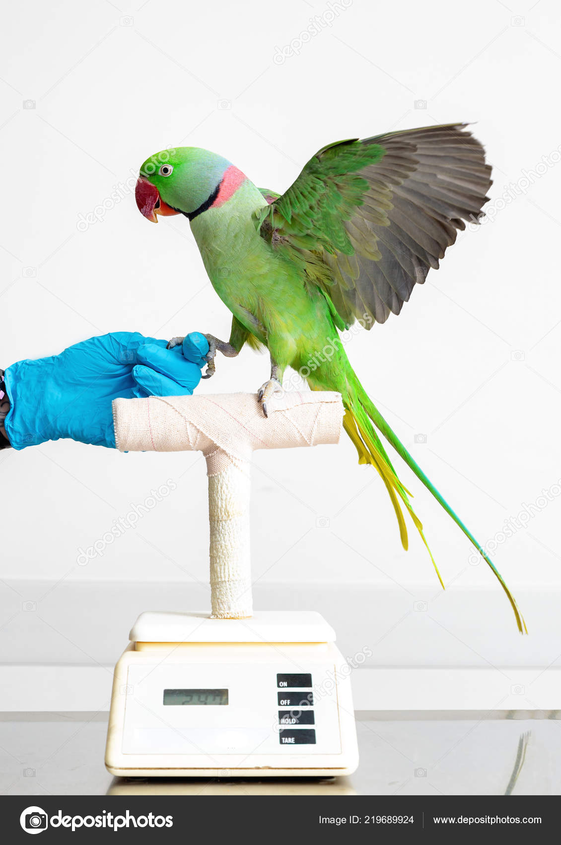 Alexandrine Parrot Size