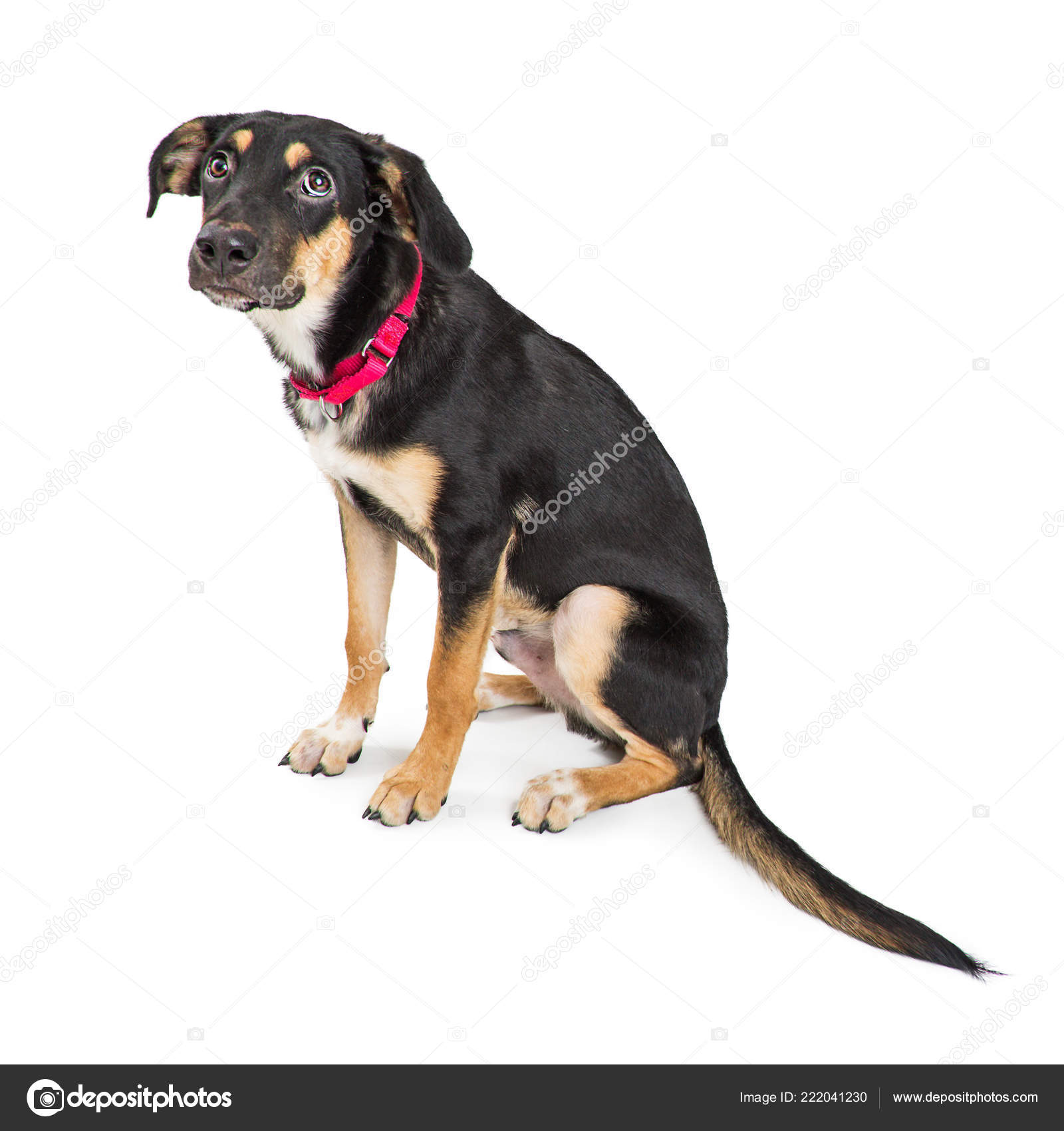 Cute Puppy Dog Guilty Expression Looking Coweriing Stock Photo by ...