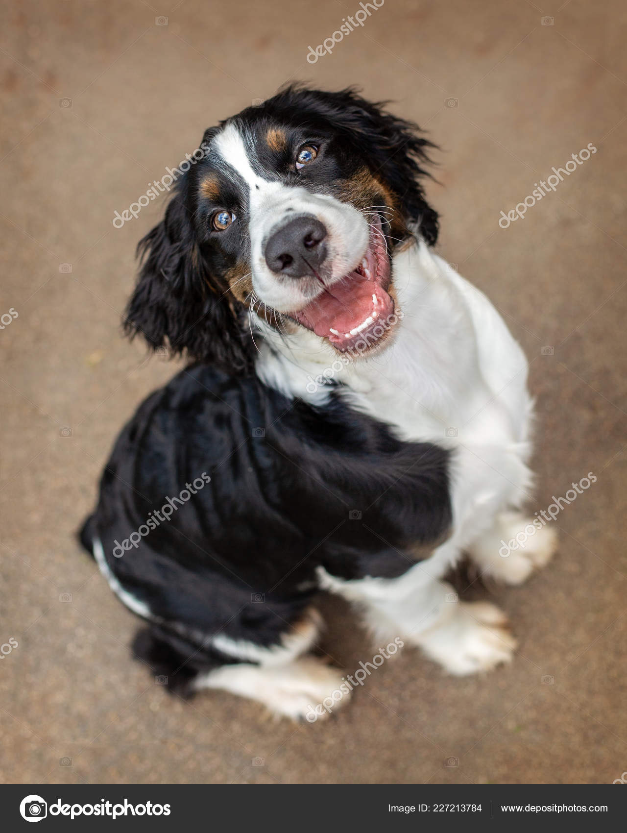 Australian Shepherd Springer Spaniel Mix Puppy