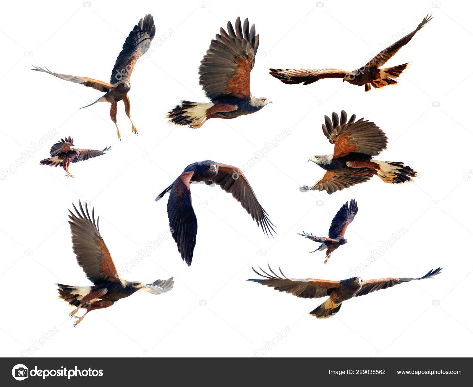 Collection Harris Hawk Photos Various Flying Soaring Positions ...