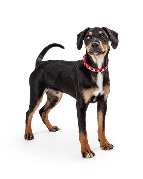 Beagle Doberman Lab Mix