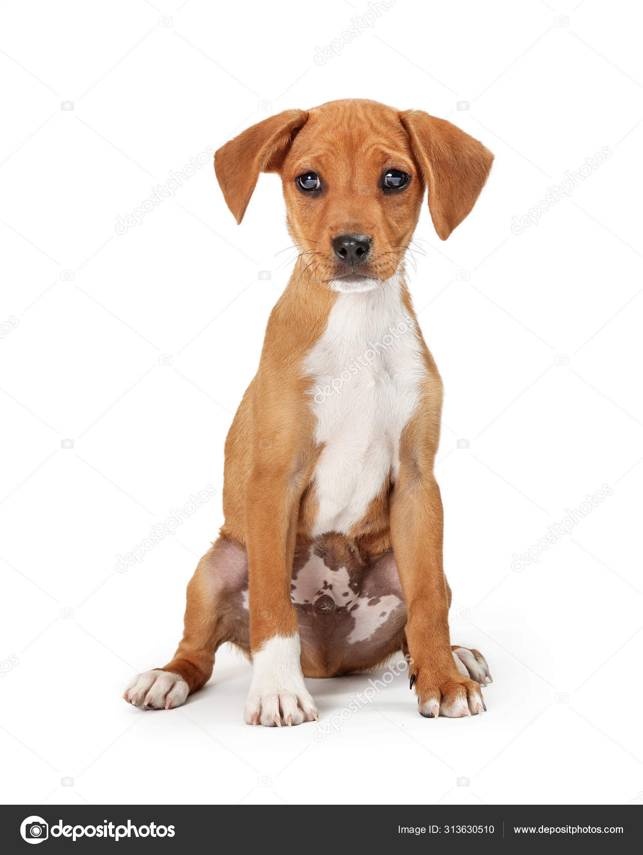 Tan and White Cute Puppy Dog Sitting Stock Photo by ©adogslifephoto ...