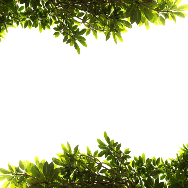 Leaf border Stock Photos, Royalty Free Leaf border Images | Depositphotos