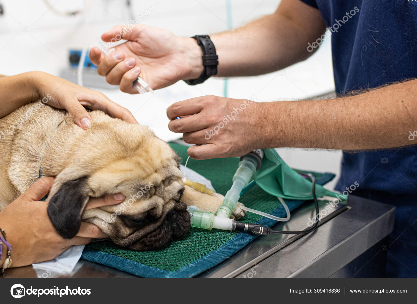 Intubated dog Stock Photo by ©dfuentesphotostock 309418836