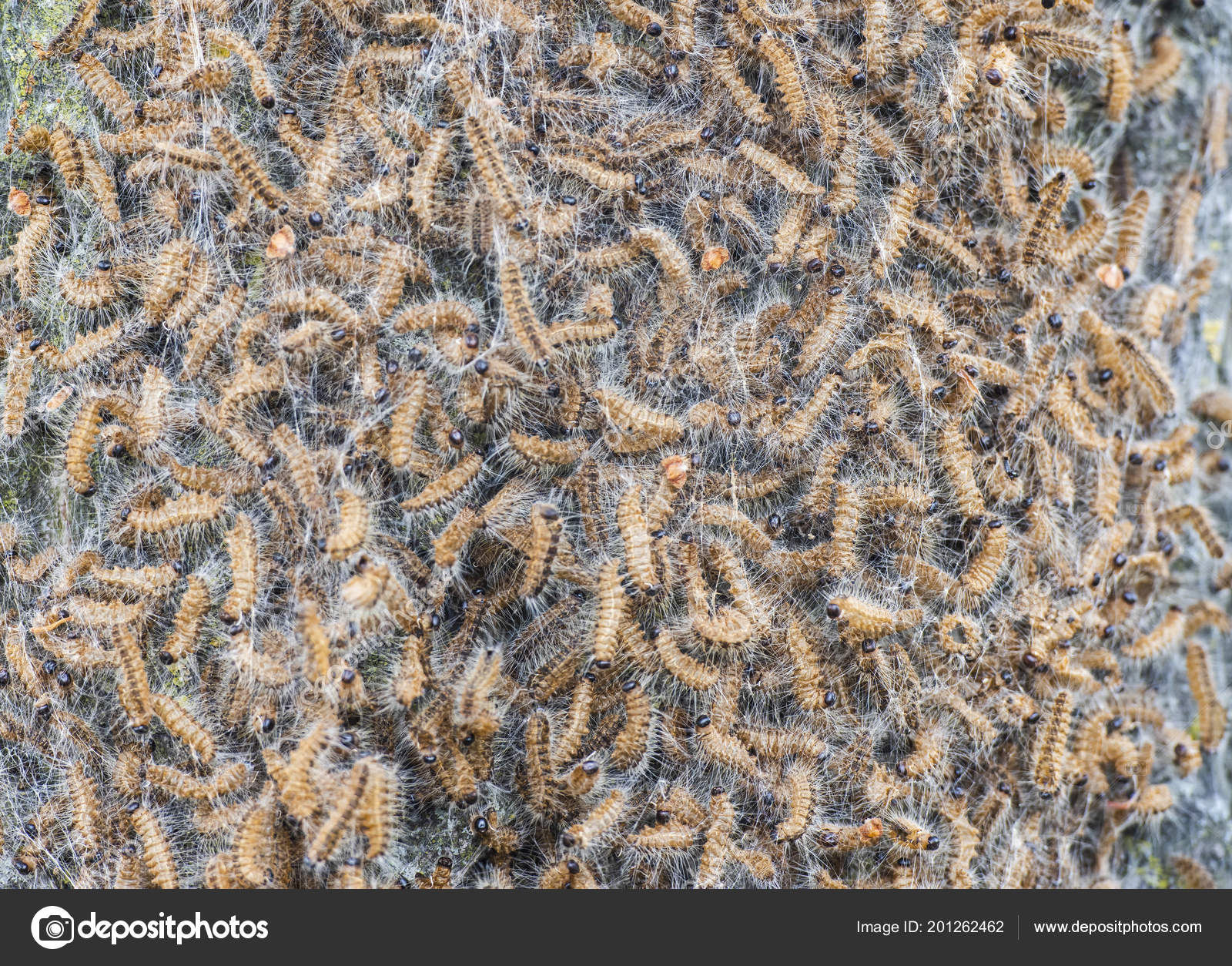 Many Dead Oak Processionary Nest Oak Tree Chemical Control Insects ...