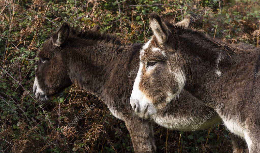 Dos burros blancos y negros en el Parque Nacional New Forest ...