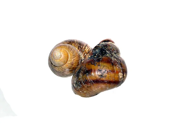 화석 달팽이 Stock Photos, Royalty Free 화석 달팽이 Images | Depositphotos