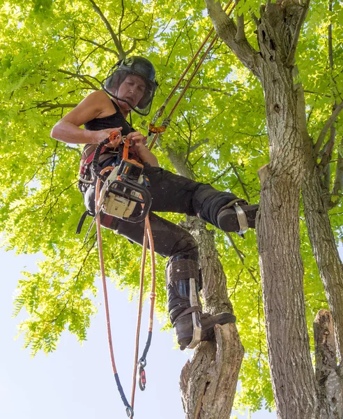 Female Tree Surgeon Getting Ready Use Chainsaw While Roped Tree Stock ...